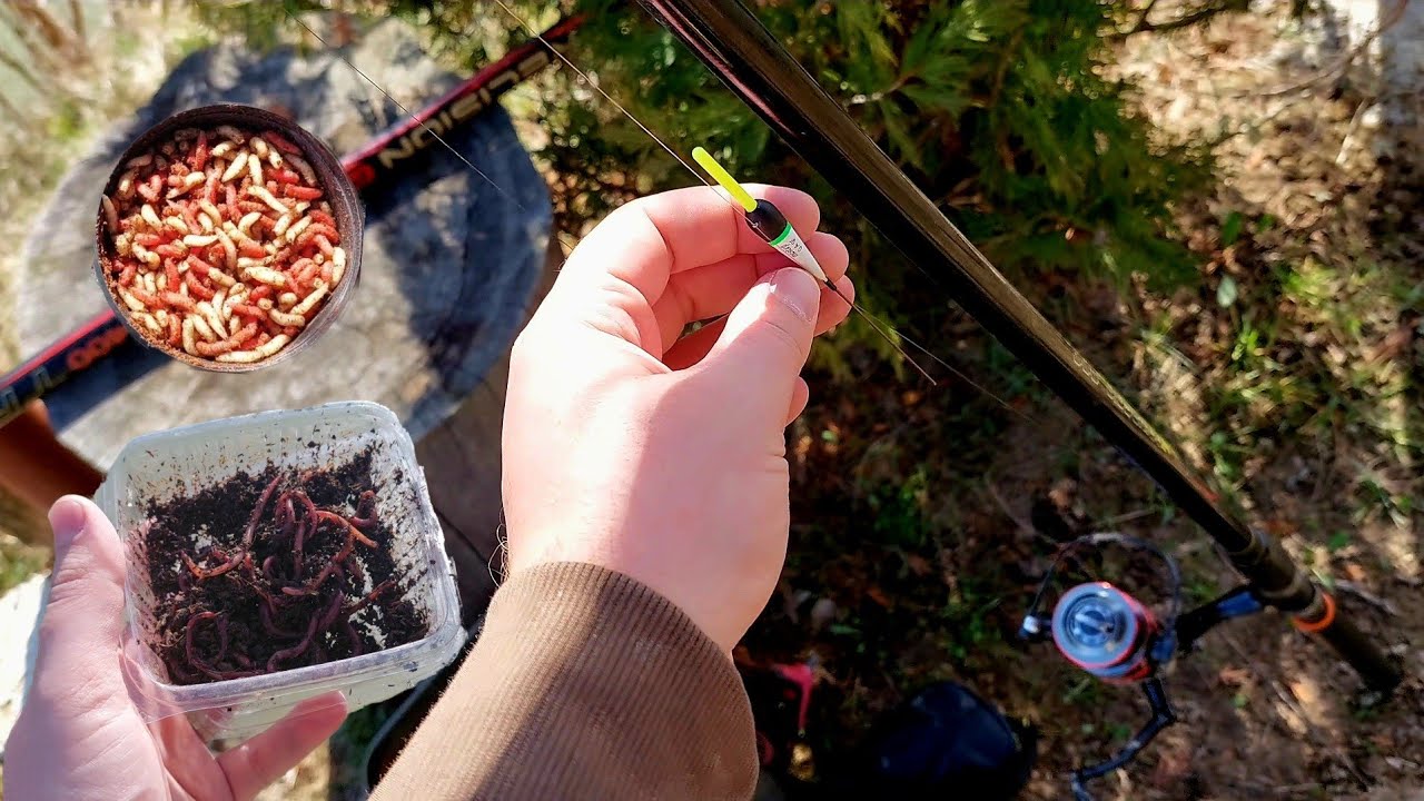 Pescuit la PLUTĂ in Balta Mea - Partidă scurtă la viermi , râme , pâine ...