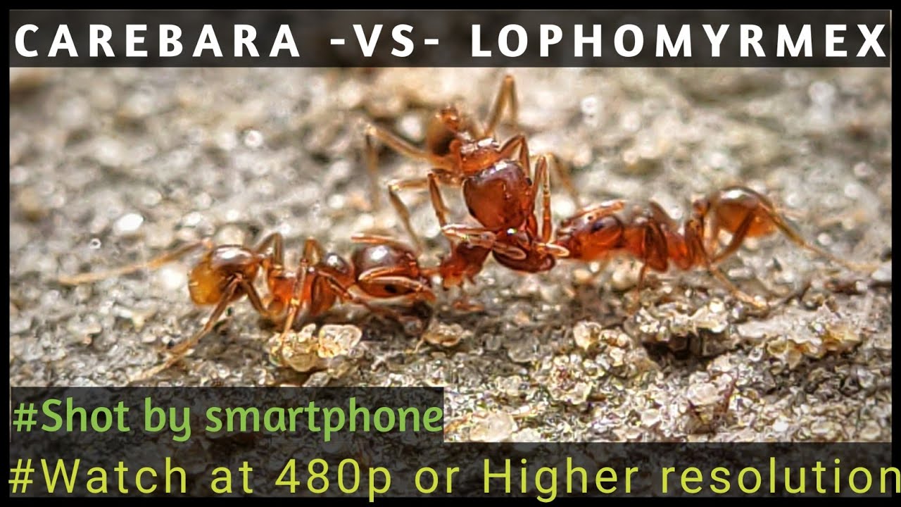 CAREBARA VS LOPHOMYRMEX - YouTube