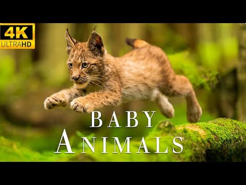 Serene and Tranquil Melodies 🌍 (4K ULTRA HD) Enchanting African Nature Exploration