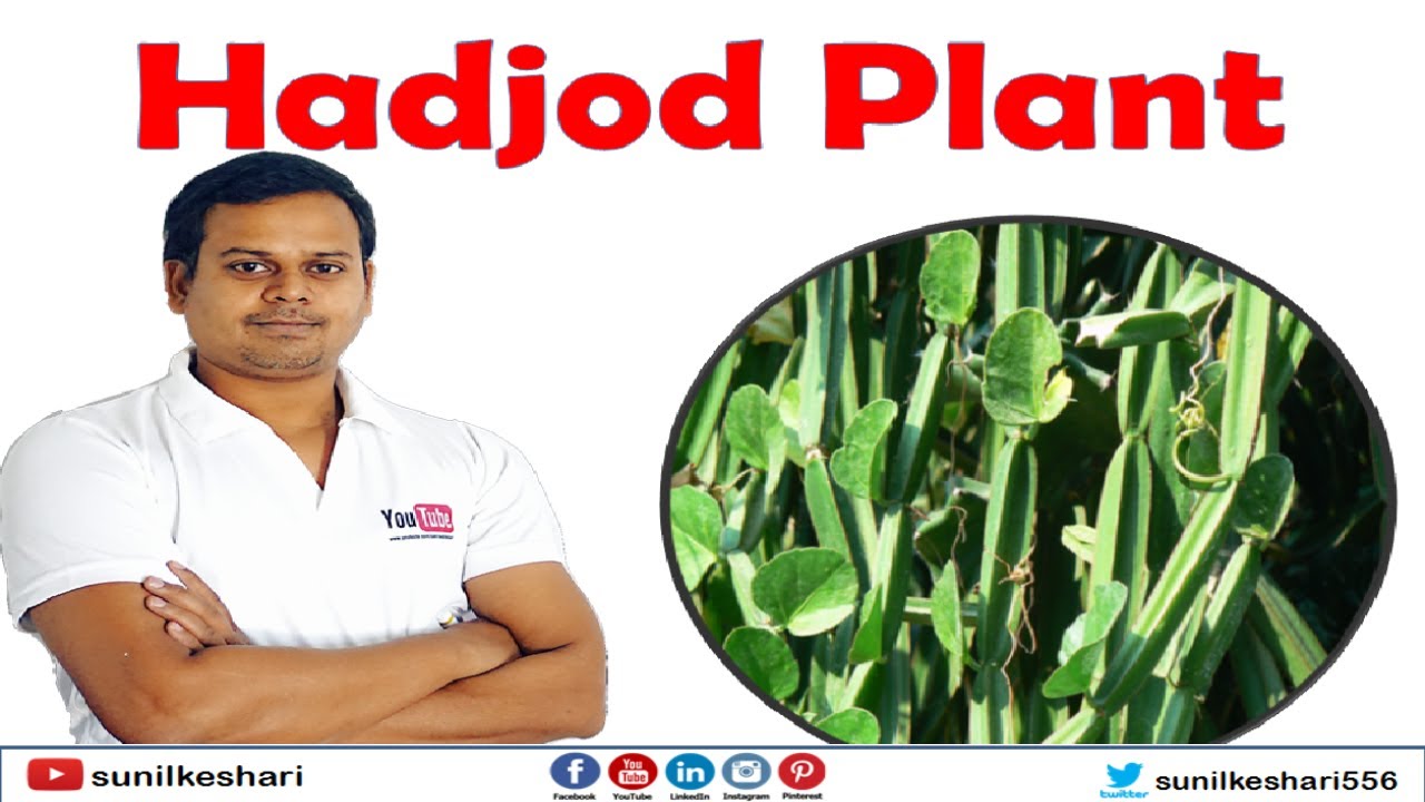 hadjod plant Cissus quadrangularis - YouTube