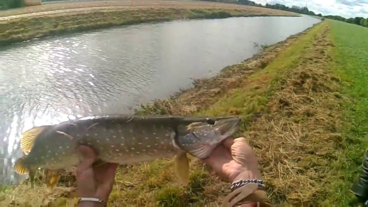 Snoeken met groot kunstaas. // Pike fishing with big lures. ( Action ...