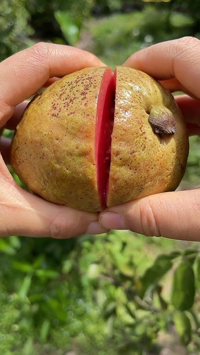 How to cut guava fruit farming garden #guava #fruit #shorts # ...