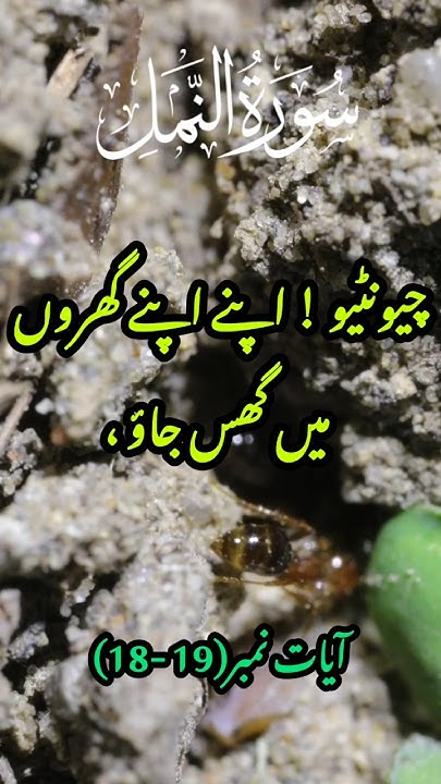 "The Talking Ant in the Quran Shocks Everyone! 🐜 | Surah An-Naml (27:18 ...