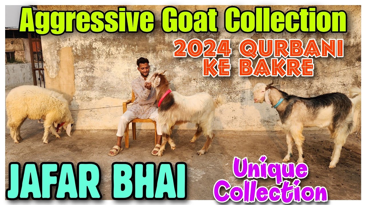 Aggressive Goat Kid's Collection At JAFAR BHAI | 2024 Qurbani Ke Bakre ...