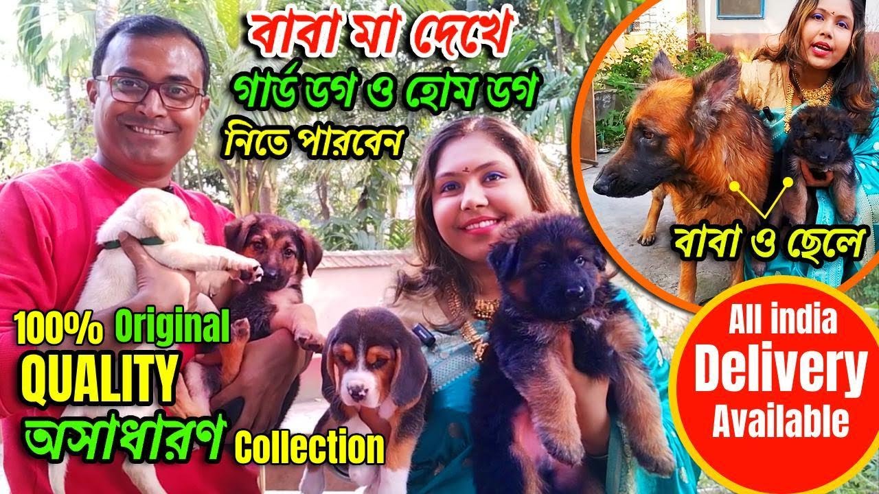 মা-বাবাকে দেখে কিনতে চান | dog market in kolkata | kolkata dog kennel ...