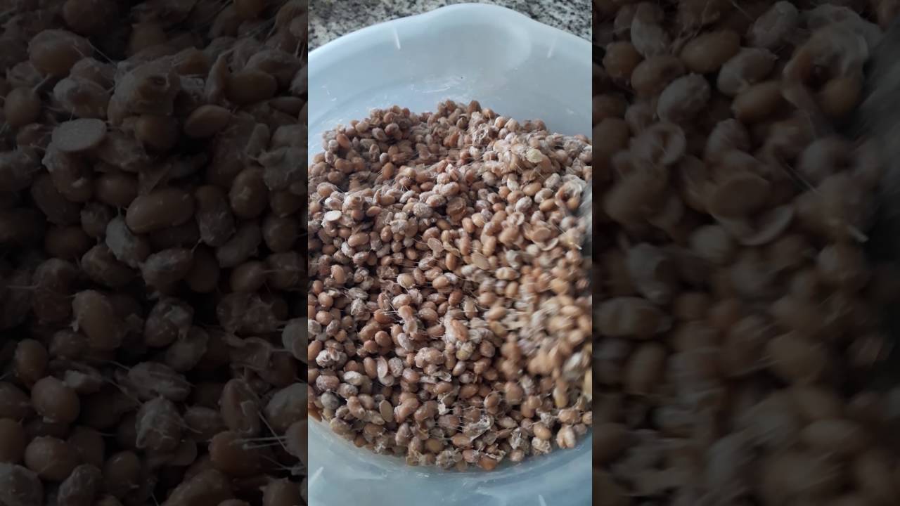 A importância da soja fermentada. NATTÔ - YouTube