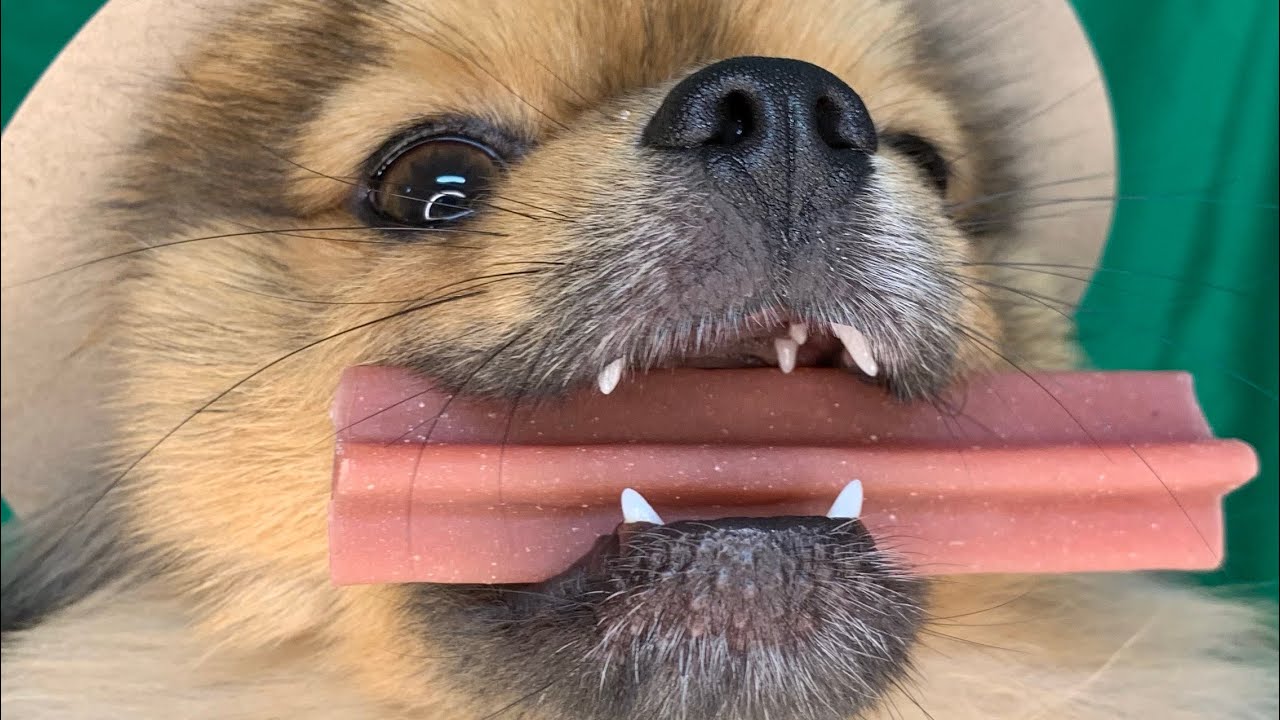 BIRTHDAY PARTY FOR HENDO 🎉1 YEAR TODAY🎉 LET’S HAVE FUN - YouTube