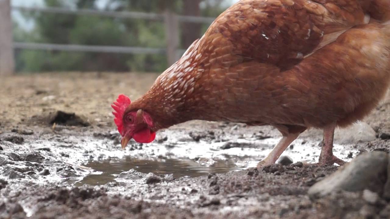 Chicken Drinks Water 02 / Free Stock Footage - YouTube
