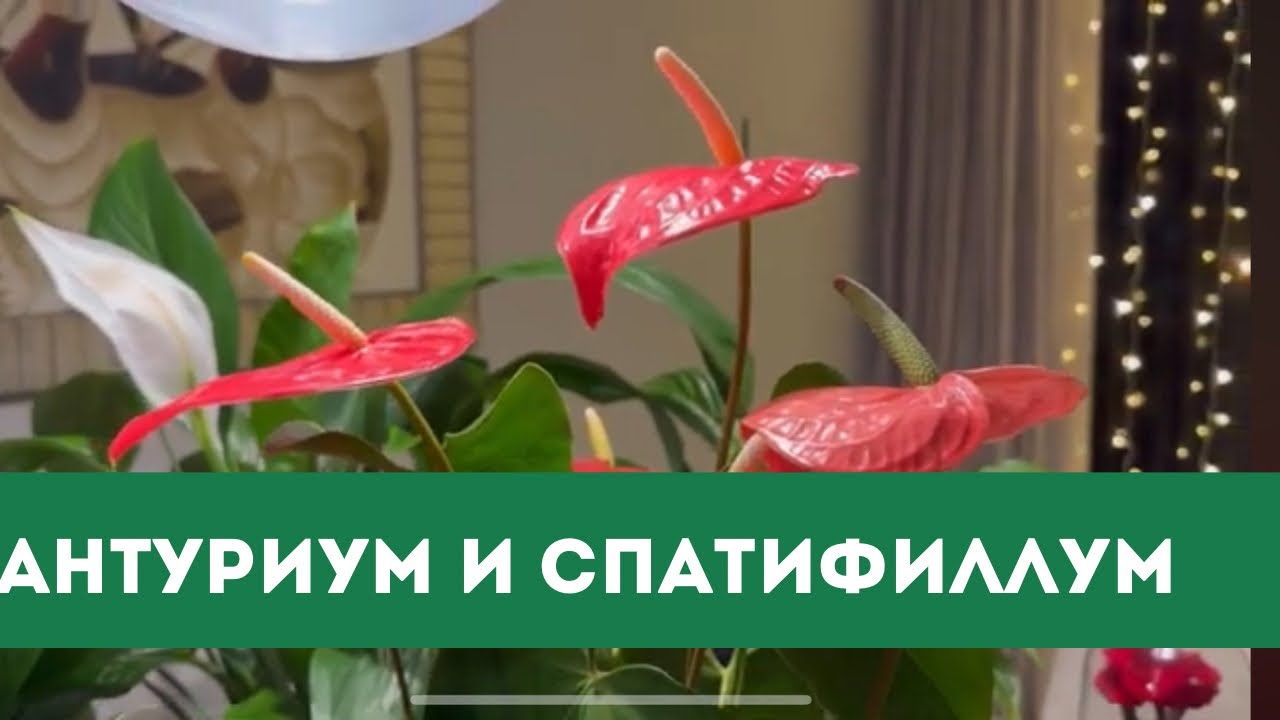 Женское или Мужское Счастье, Спатифиллум или Антуриум, что Проще ...