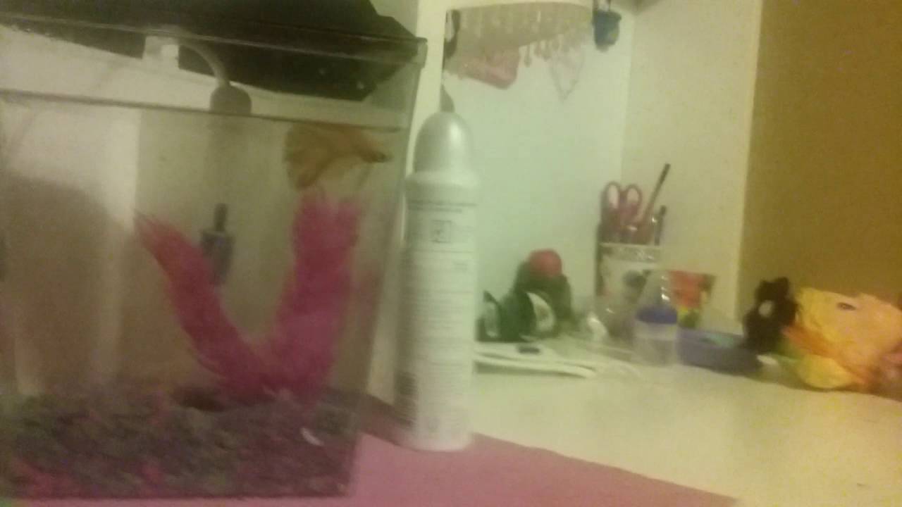 How I know my betta fish is hungry - YouTube