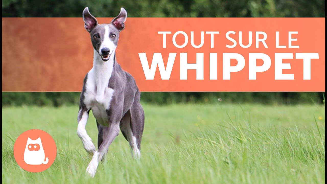 Le WHIPPET 🐶 | Caractéristiques, soins et santé 🐾 - YouTube