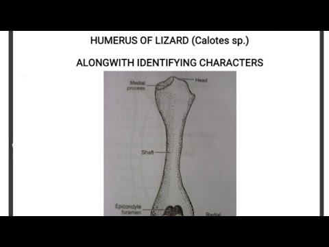 Humerus of lizard (Calotes sp.) alongwith identifying characters - YouTube