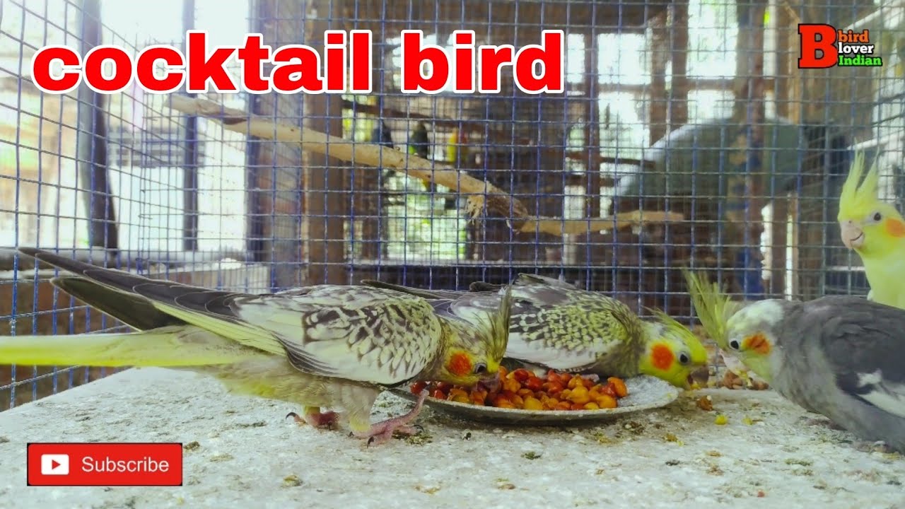 cocktail bird colony | cocktail bird pair | cocktail bird eating food ...