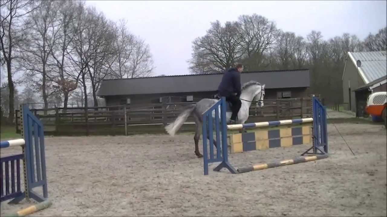 Stallion (2007) by Cassus (Cassini I) X Graf Grannus SOLD - YouTube