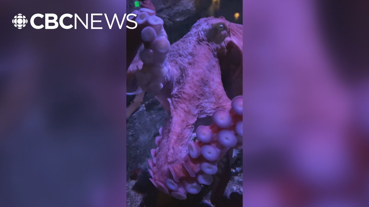 Beloved California octopus showered with love and farewells on her ...