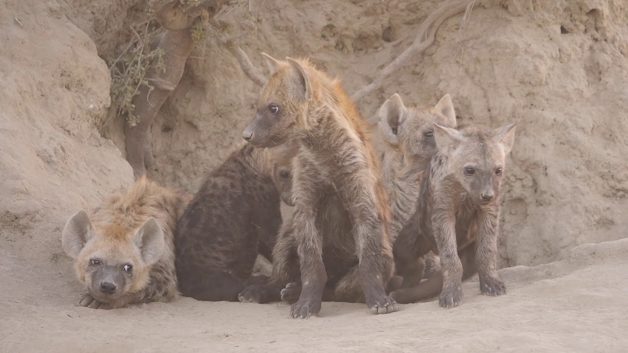 Hyena cubs cuddle and play at den in Timbavati - YouTube