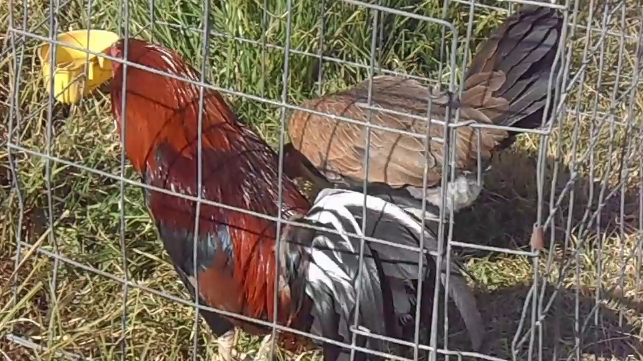 asil y gallina hatch mclean - YouTube