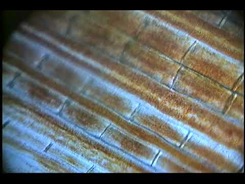 Examination of the capillary flow in a fish tail fin (video 2) - YouTube