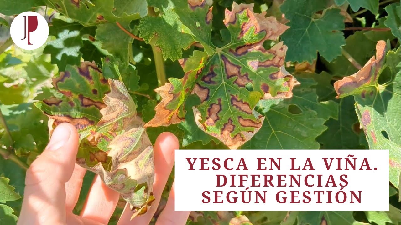 Yesca en la viña. Diferencias según gestión - YouTube