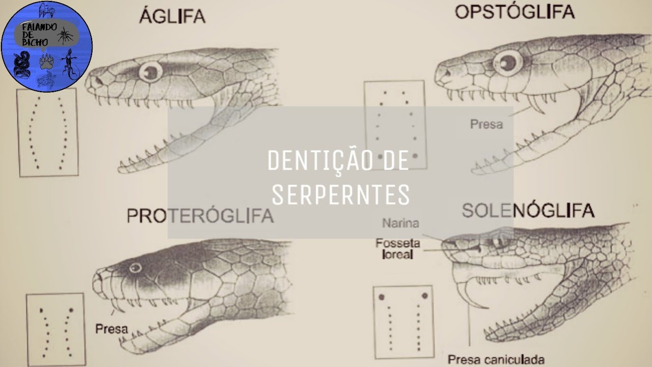 Dentições das serpentes: Falando de Bicho | CAMPOS BIOLOGIA - YouTube