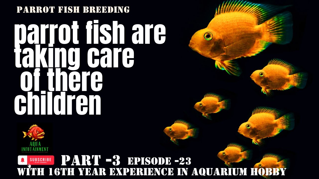 Parrot fish fry's color transformation - YouTube