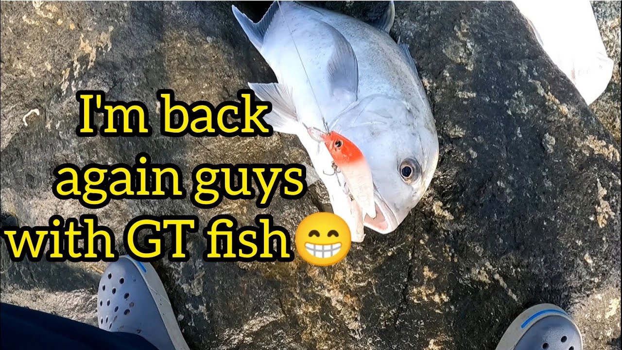 I'm back again guys with GT fish 🐟🎣 shore fishing 👌 amor|jash fish ...