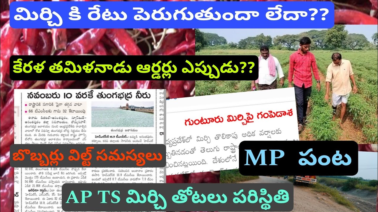 Analysis Pointఆంధ్ర తెలంగాణలో ఏసీలో ఉన్న మిర్చి రేటు వస్తుందాతోటల 7488