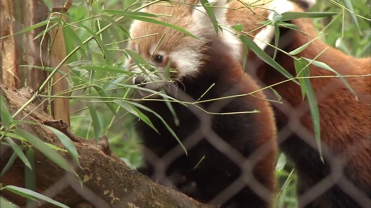 Red panda babies make their debut at Philadelphia Zoo - YouTube