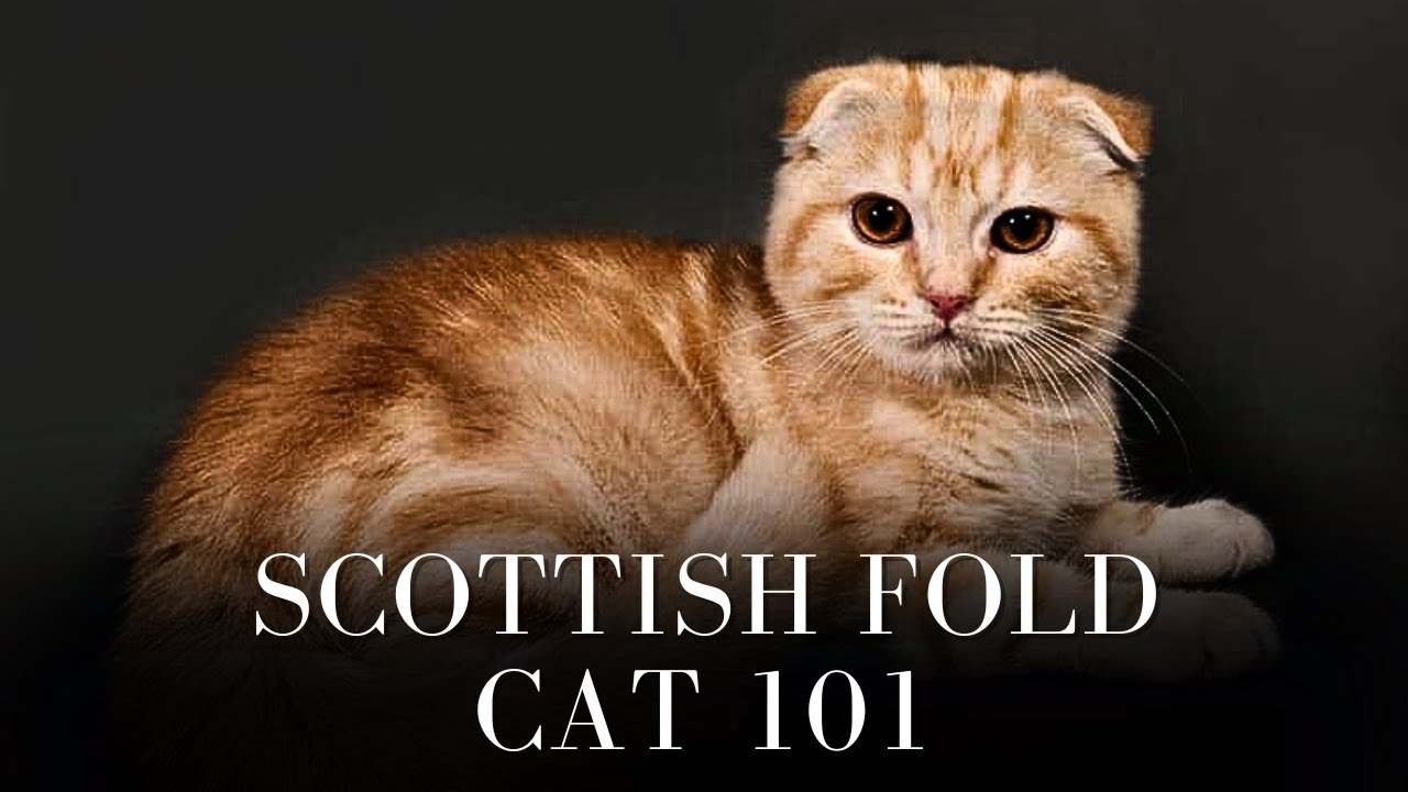 Scottish Fold 101 - Everything You Need to Know - YouTube