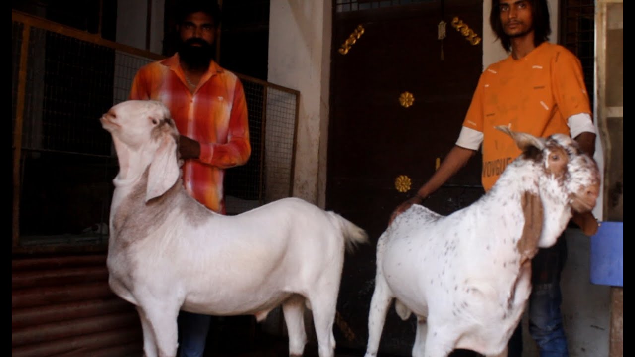 Heavy weight khassi goat lot 7 bakro ki patti weight 105,86,79 kg with ...