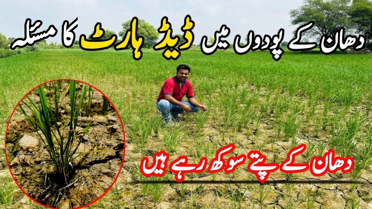 Stem borer infestation on early stage of rice crop | Dead hearts in ...