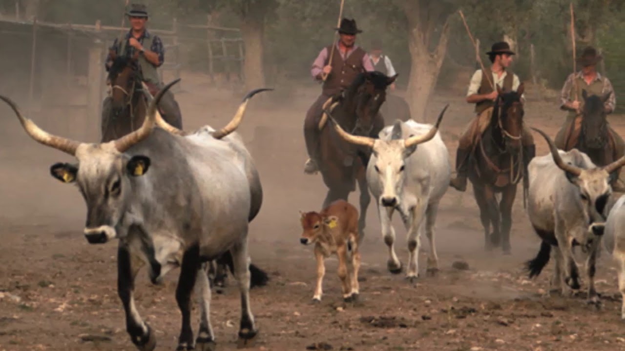 JIM LEWIS & HIS LONE STAR COWBOYS PUT YOUR LITTLE FOOT RIGHT OUT - YouTube