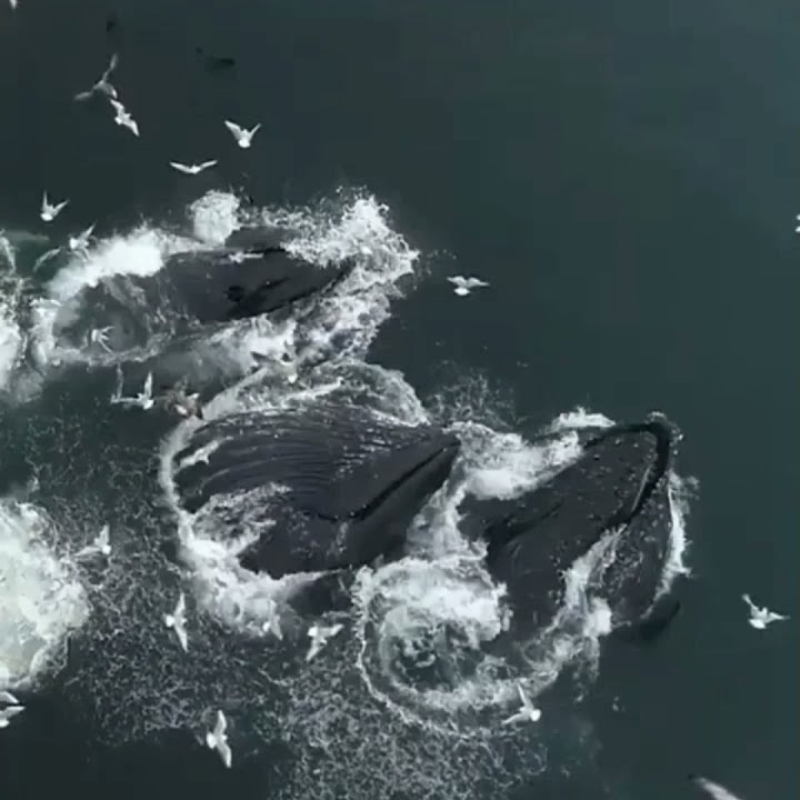 الأسماك مابين الحيتان وطيور النورس - YouTube