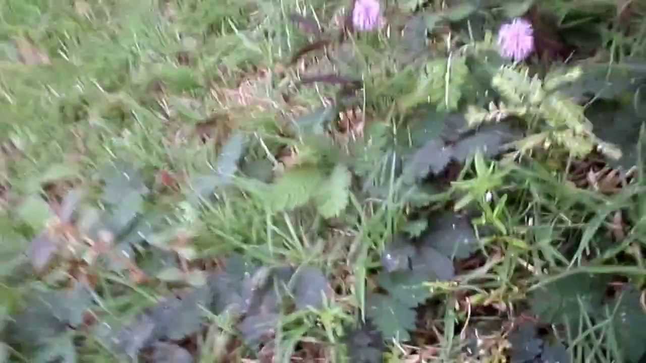 Sensitive Weed - Australia - YouTube