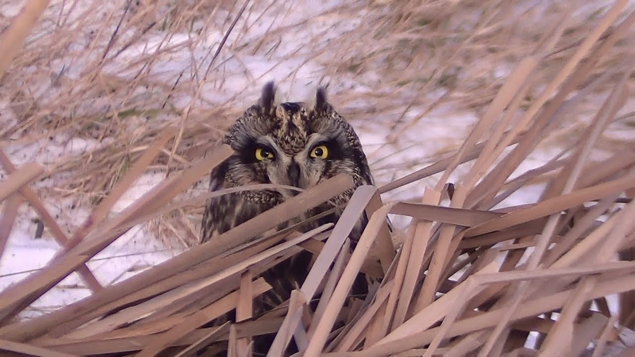 Coyotes Hunting Owls HQ HD - YouTube