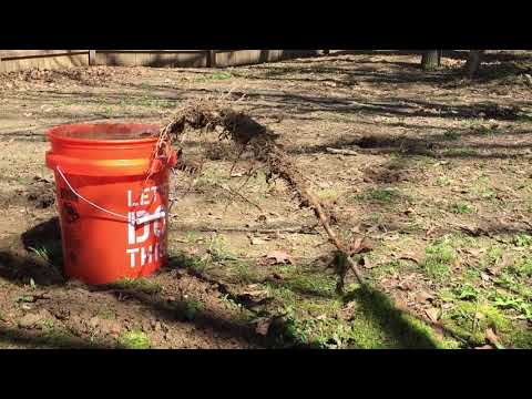 How To Kill Running Bamboo With Vinegar