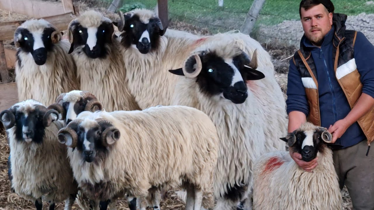 MIORII ȘI NOATINII LUI ANDREI ANTAL DE LA SĂLAȘUL DE SUS, JUDEȚUL ...