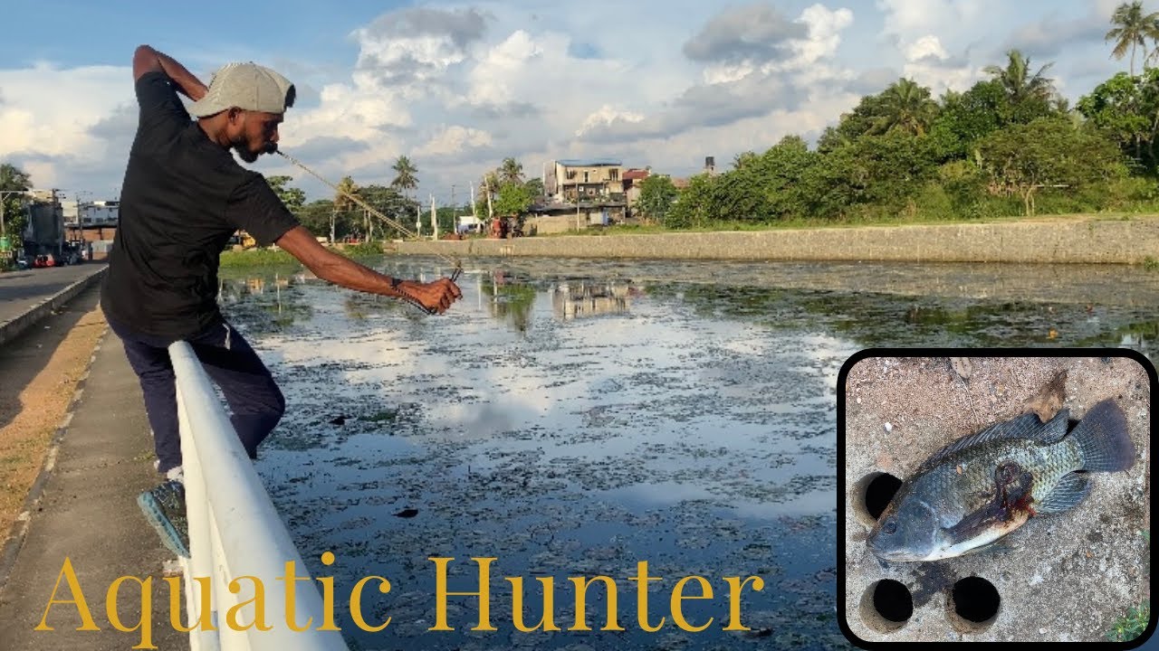 Catching & Hunting(Carve) fish by Aquatic Hunter | Best Aim with ...