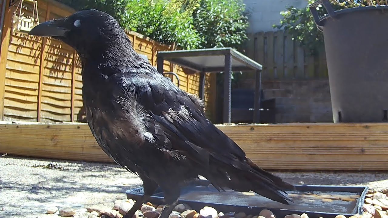 One of the crows checking out the new water bath, not too sure about it ...
