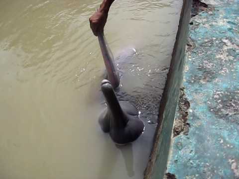 pink dolphin with an erection