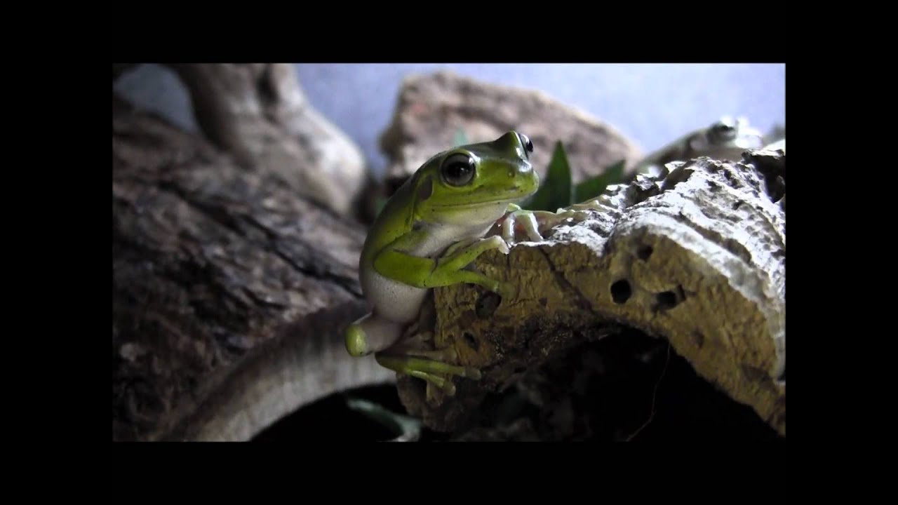Indonesian White's Tree Frogs - YouTube