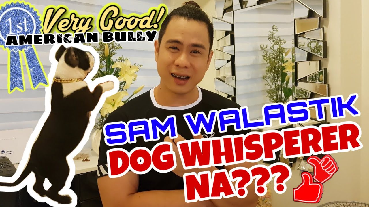 HOW TO TRAIN YOUR DOG TO SIT, STAY, FETCH & MORE (MAY SURPRISE ...