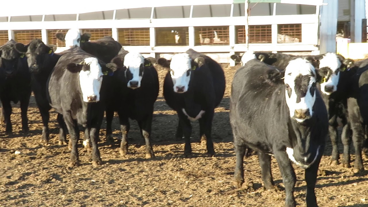 Bred Cows (7) - YouTube