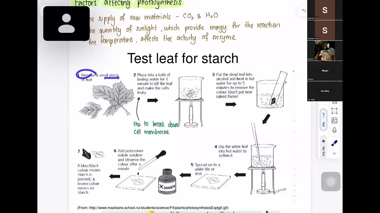Biology IGCSE 0610 chapter 6: Plant Nutrition(part 2) - YouTube