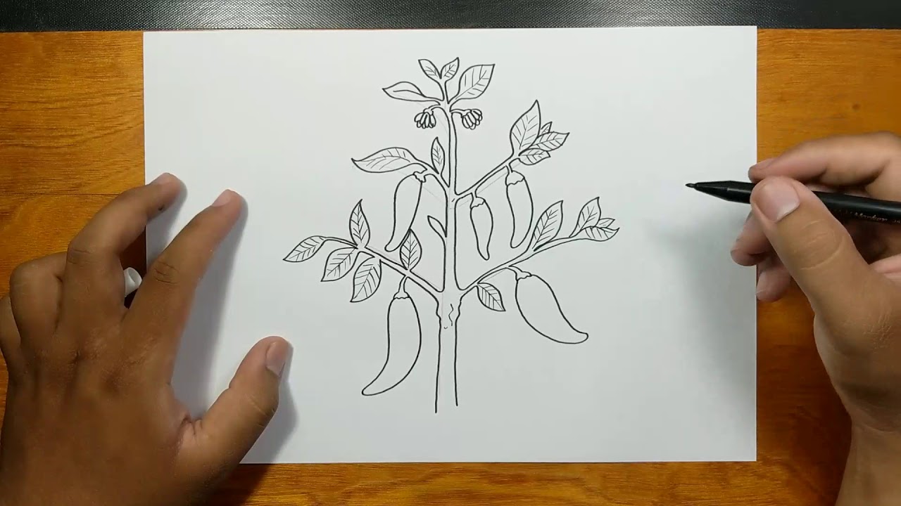 How to draw and coloring CHILI TREE step by step - YouTube