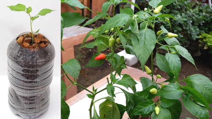 Growing Habanero Peppers