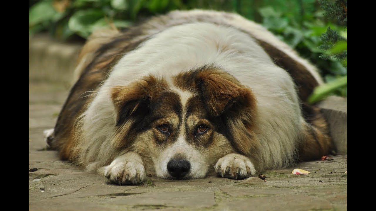 Canine Obesity Is DIRECTLY Linked To Climate Change - YouTube