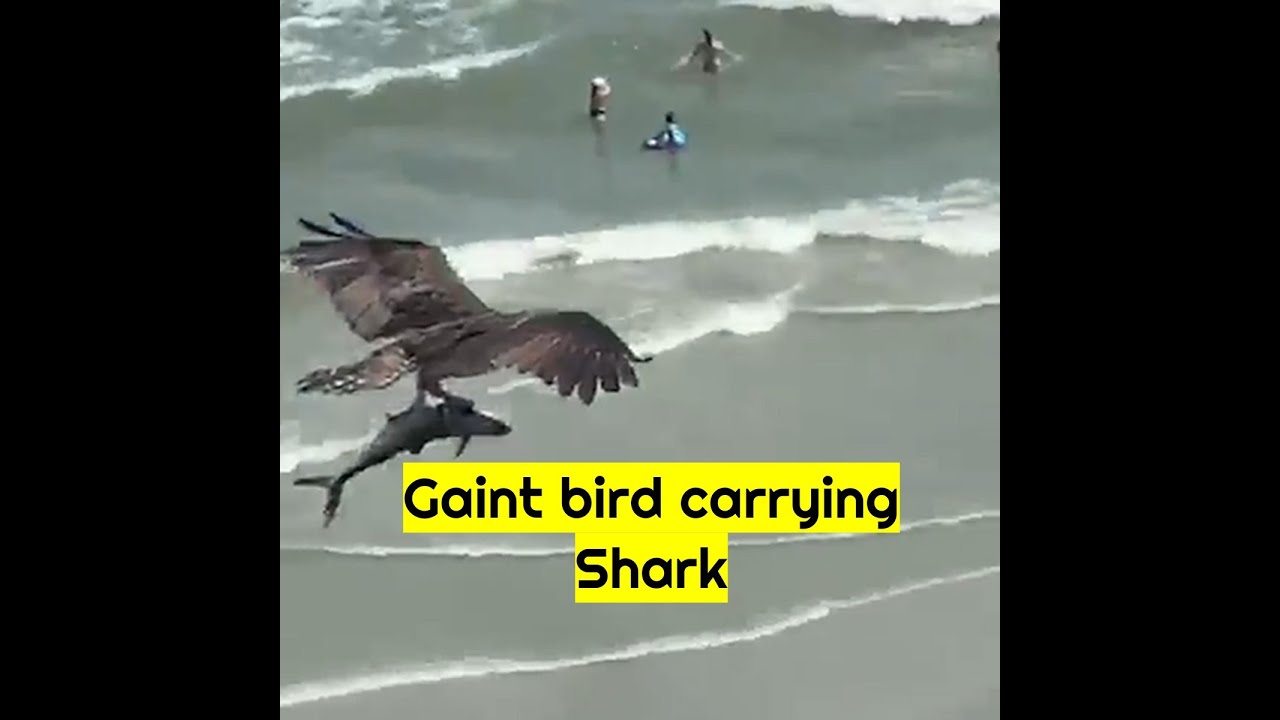 A gaint bird carrying Small Shark | Myrtlebeach |Sharknado | F5 India ...