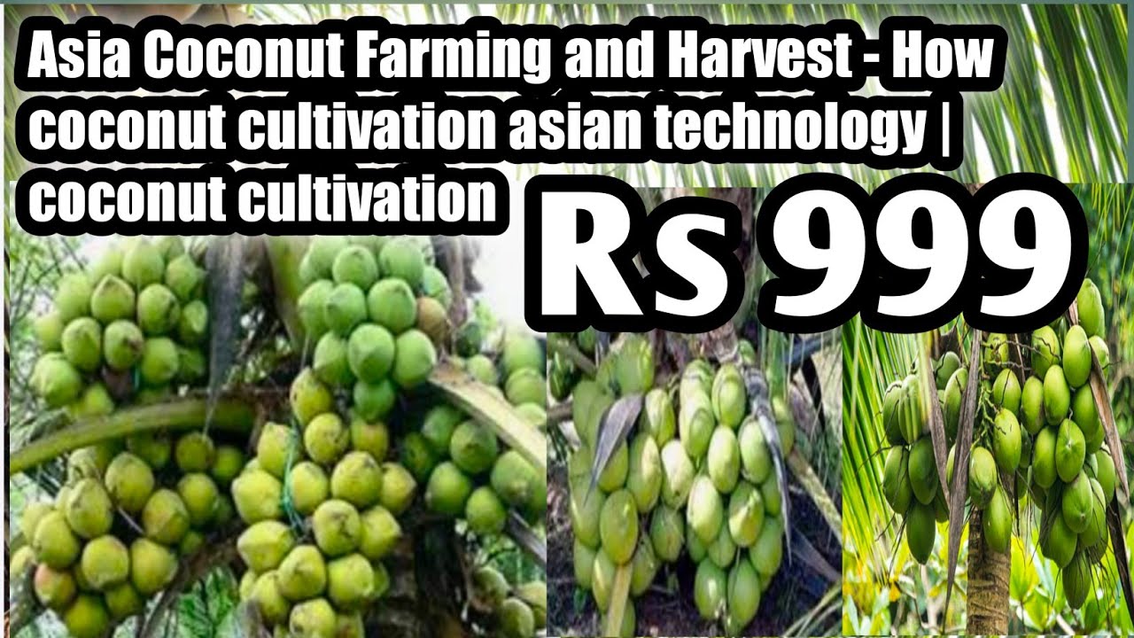 Asia Coconut Farming and Harvest - How coconut cultivation asian ...