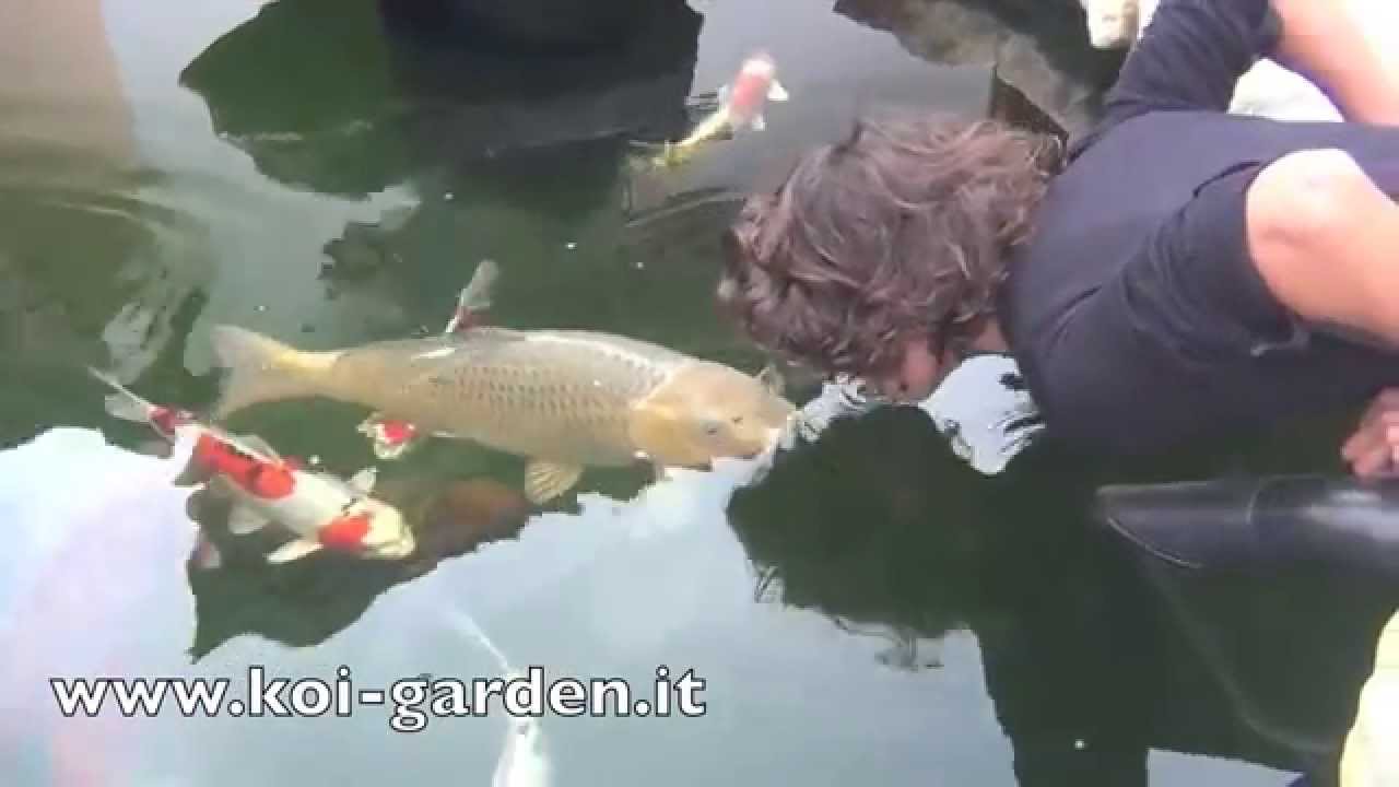 lovely fish: koi kisses people by Koi Garden Italia - YouTube